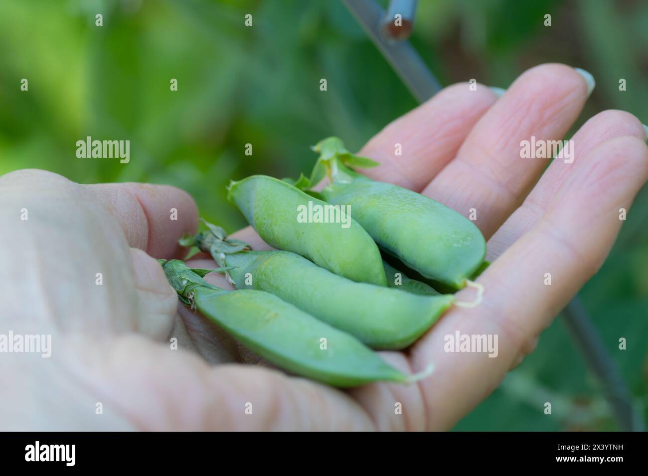A hand full of vibrant green pea pods, Pisum sativum, harvested in a ...