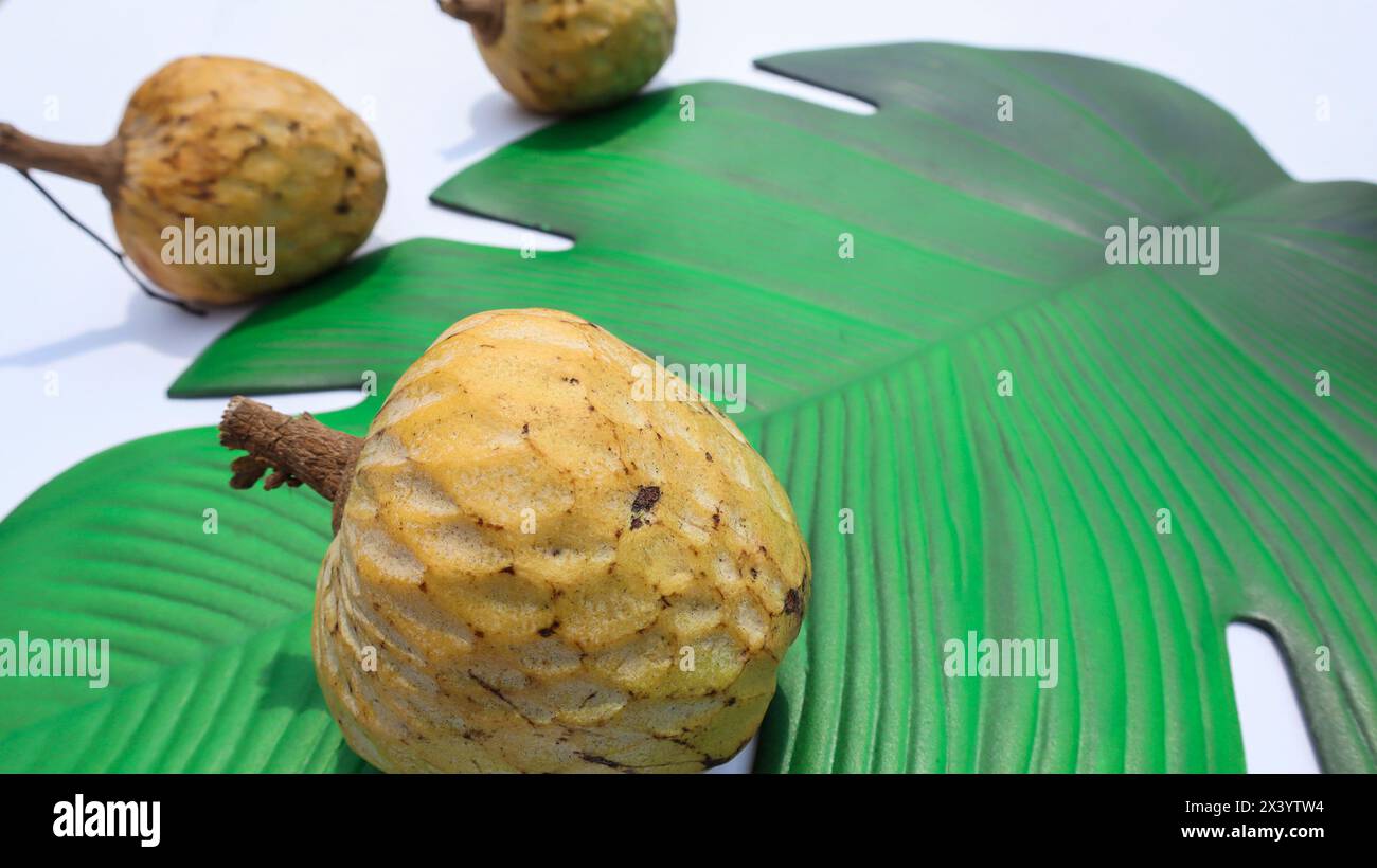 Ramphal also known as Wild sweetsop, annona reticulata, ram falwild ...