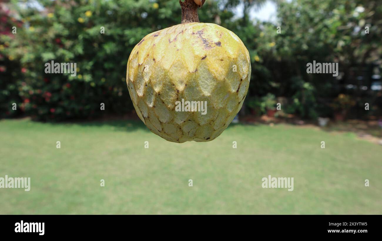 Ramphal also known as Wild sweetsop, annona reticulata, ram falwild ...