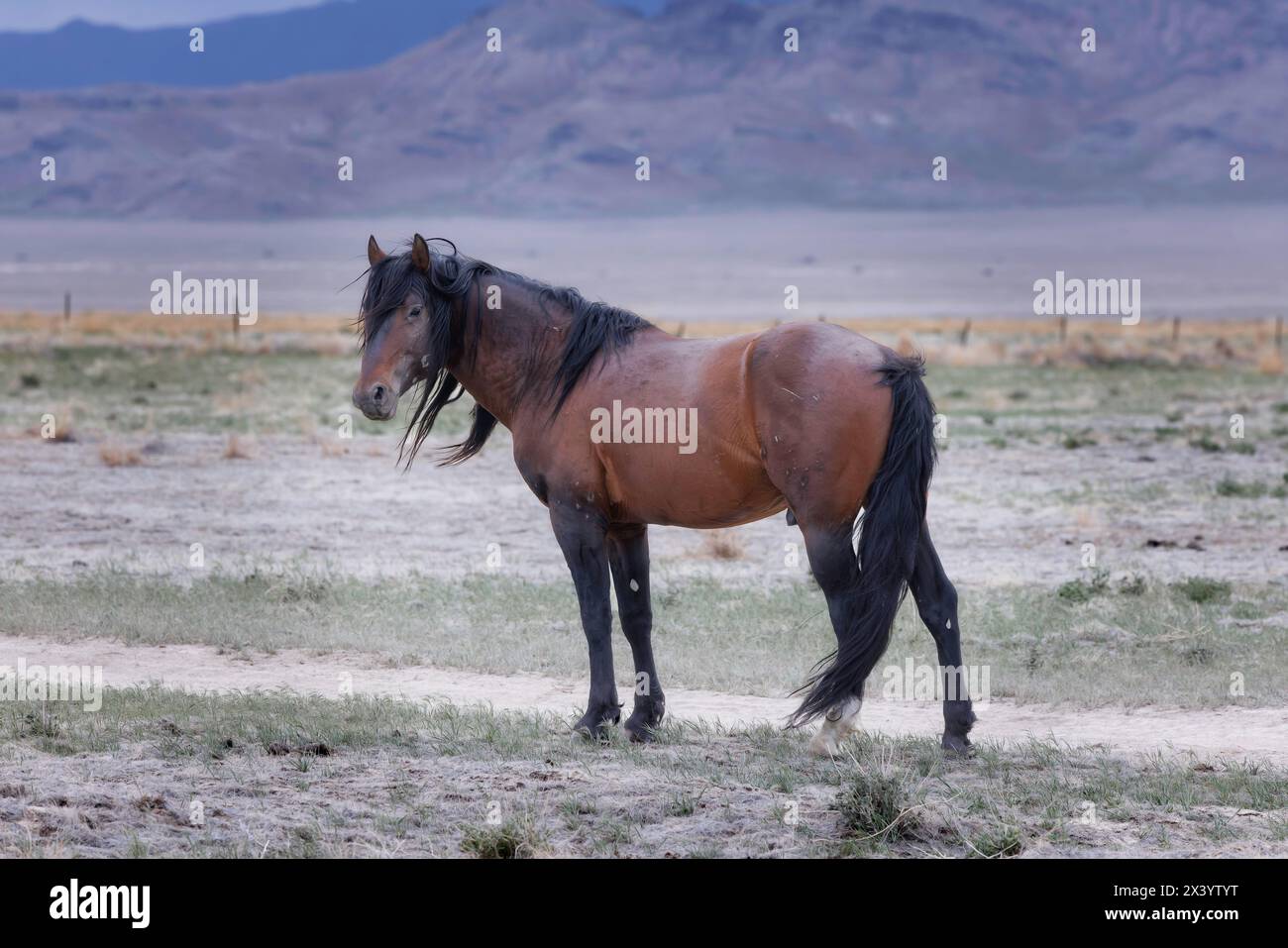 The Onaqui Mountain wild horse herd have a slight to moderate build and ...