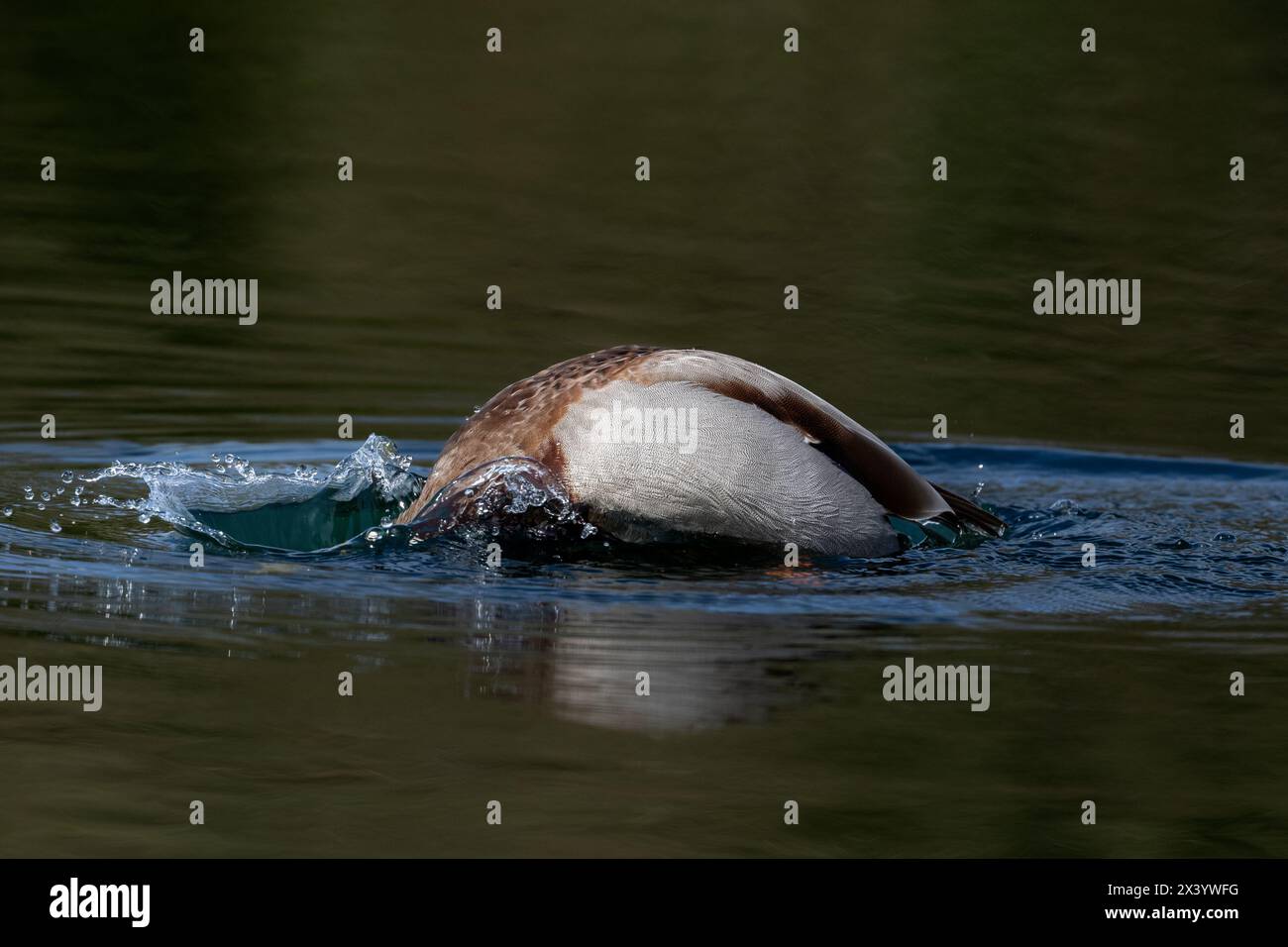 A male mallard duck (Anas platyrhynchos) with his head under the water ...