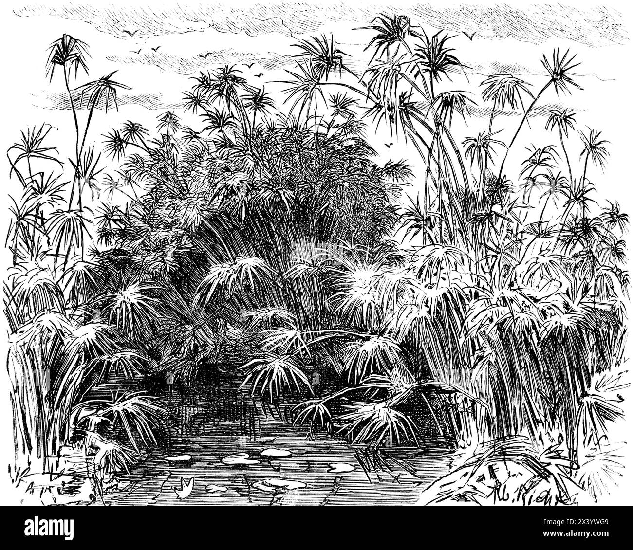Papyrus (Cyperus papyrus) plants in a garden near Syracuse, Sicily ...