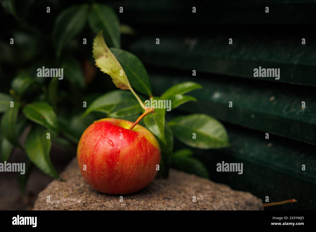 juicy and fresh apple, a healthy and vitamin-rich fruit Stock Photo - Alamy