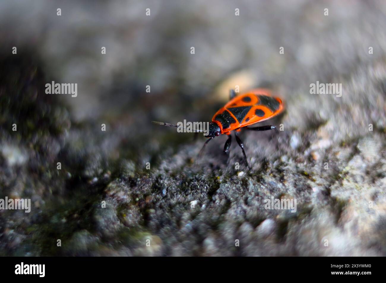 A red bug with black spots is on a rock. The bug is small and has a ...