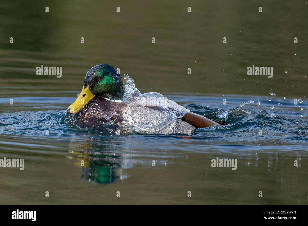 Dabbling duck hi-res stock photography and images - Alamy