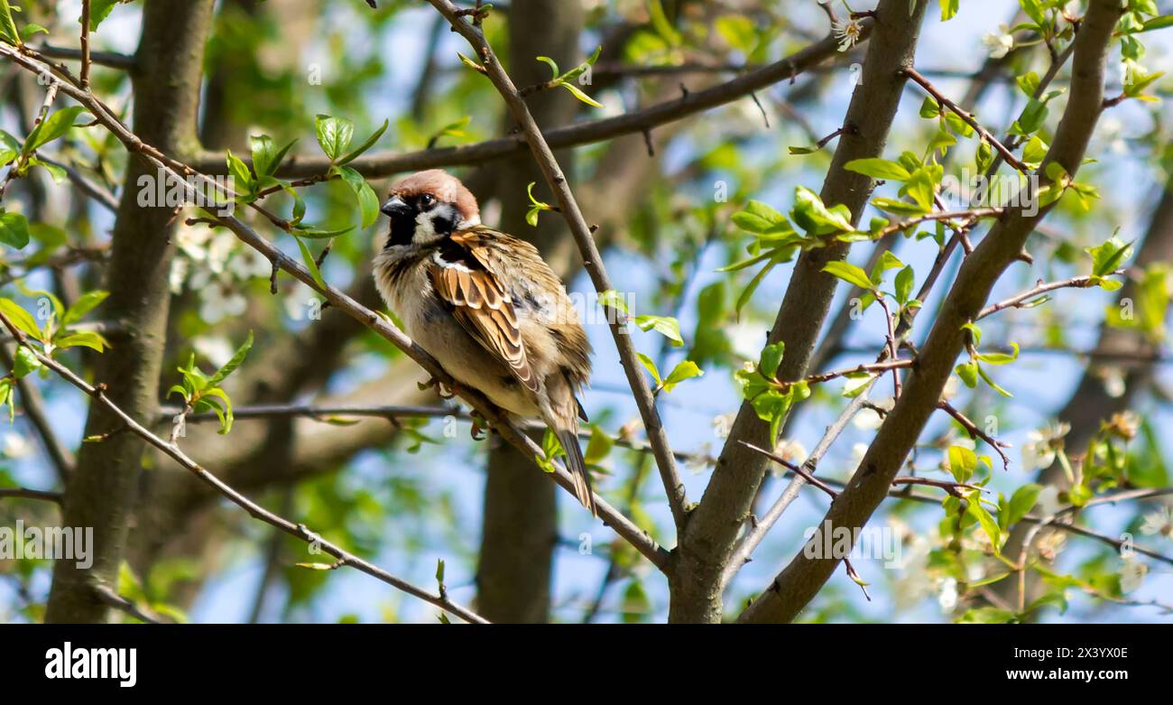 Male sparrow sits on branch hi-res stock photography and images - Alamy