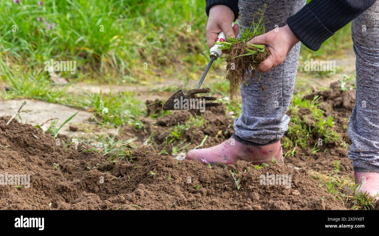 Female Hands Pull Out Weeds From Ground Garden. Weeding Weeds. Struggle ...