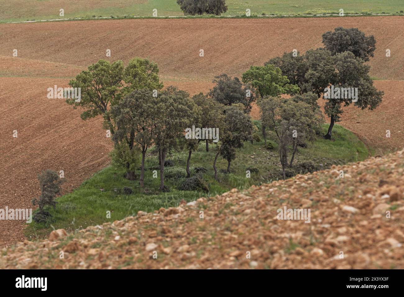 The holm oak (Quercus ilex) The bark is smooth and grayish green on the ...