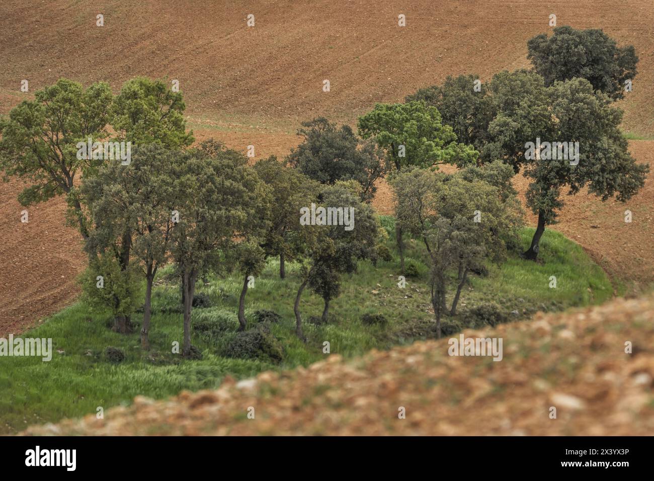 The leaves of the oaks are perennial and remain on the tree for two to ...