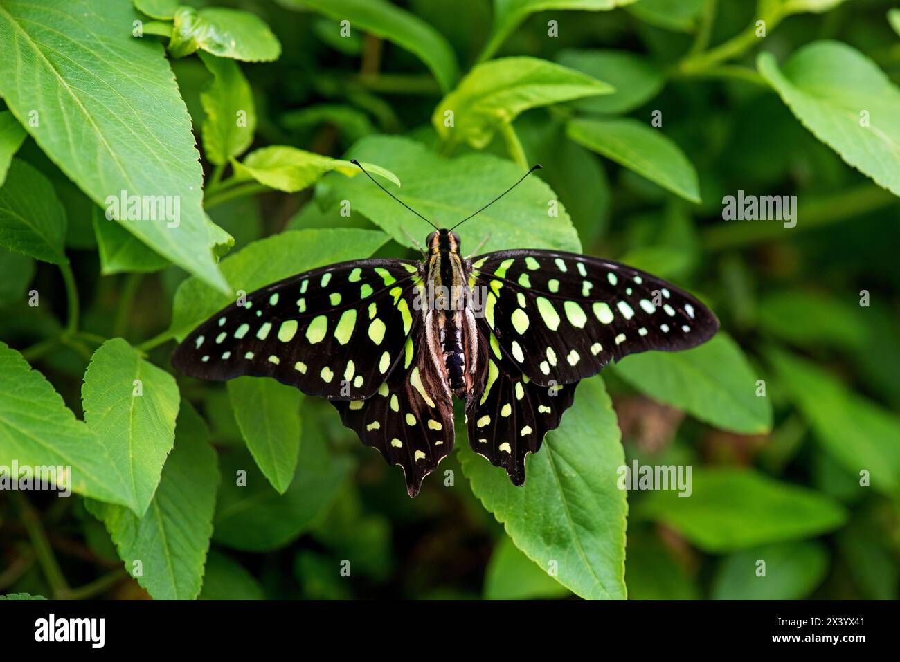 Green spotted triangle butterfly, Tailed green jay, sits on a green ...