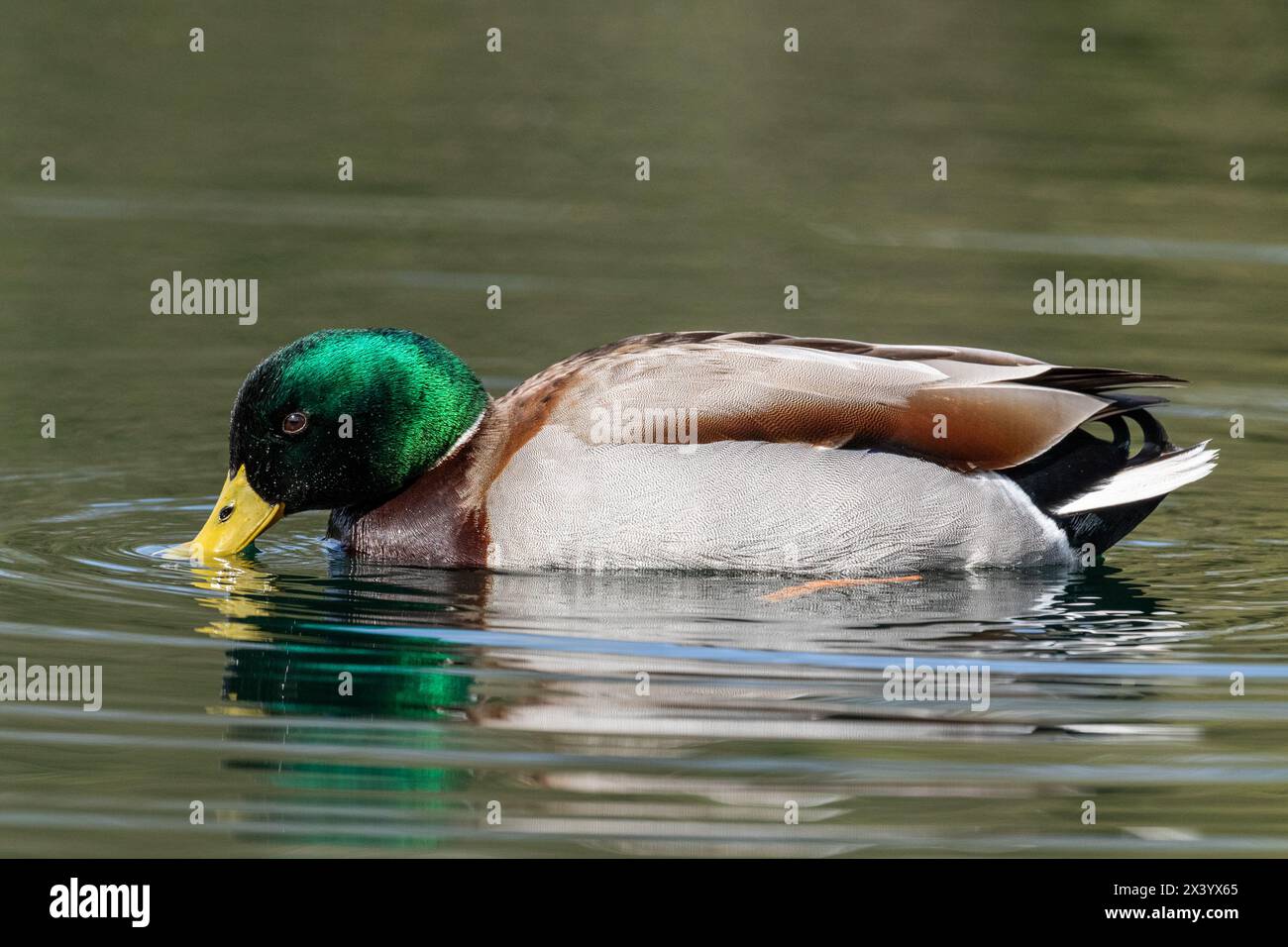 A male mallard dabbling duck (Anas platyrhynchos). The colours of his ...