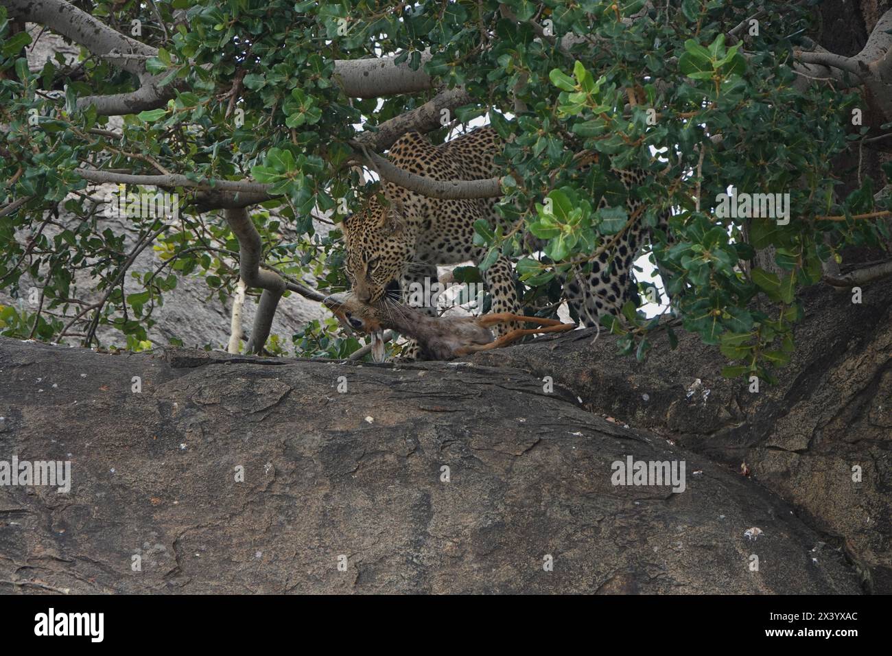 Prey kill leopard hi-res stock photography and images - Alamy