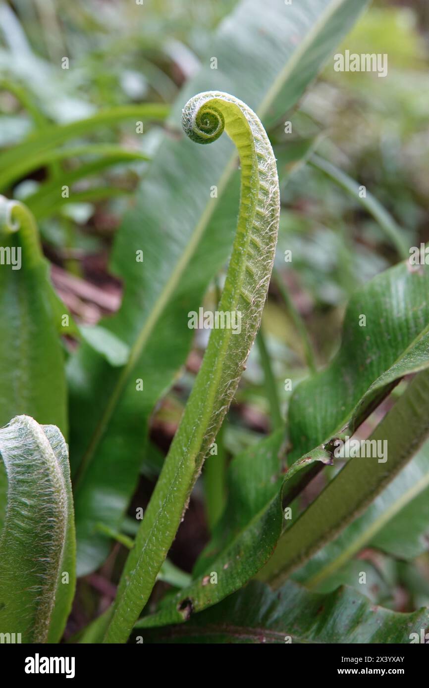 Hart's-Tongue Fern Coiled Fond Stock Photo - Alamy