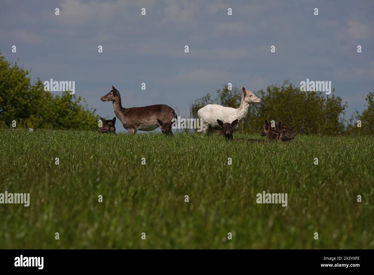 Spring UK, Fallow Deer Back to Back Stock Photo - Alamy
