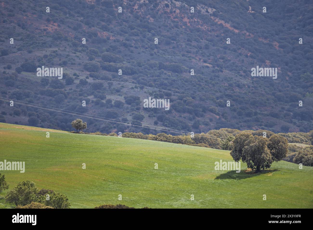 A country landscape with lonely low trees, power lines and fallow ...