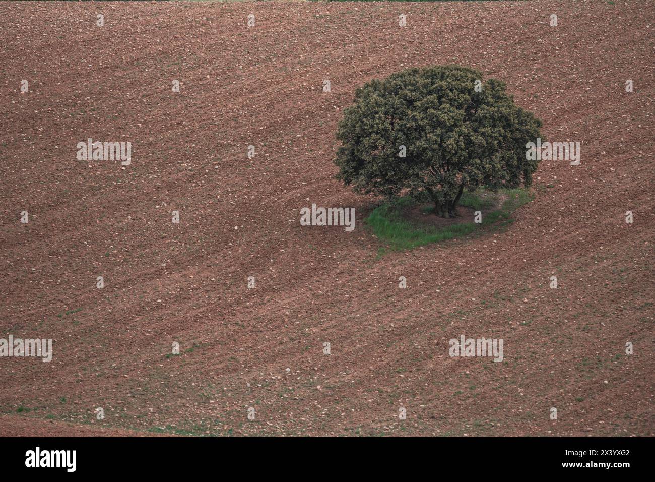 The holm oak (Quercus ilex) is a medium-sized evergreen tree native to ...