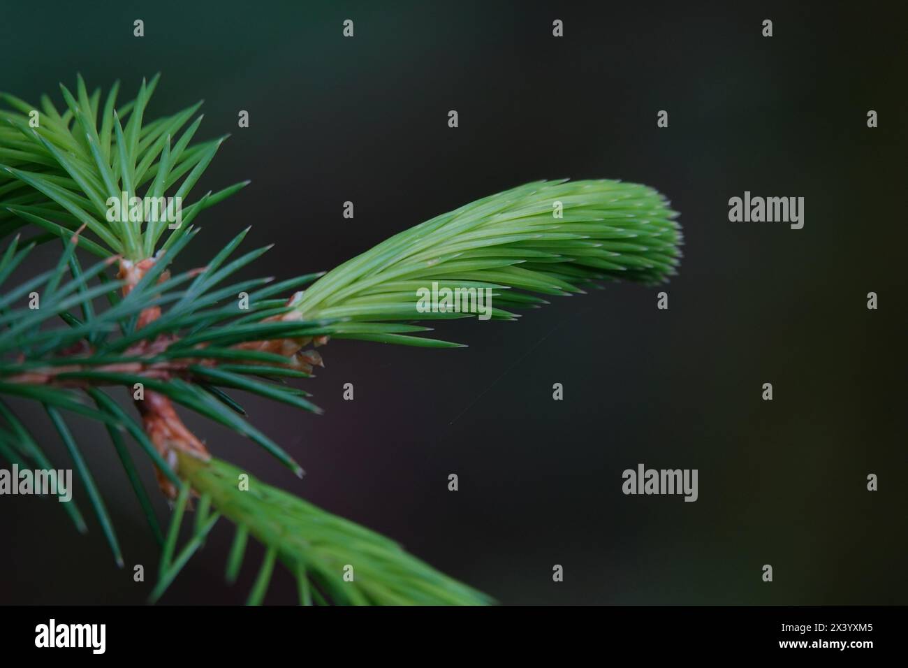 Spring UK, New Conifer Needles Stock Photo - Alamy