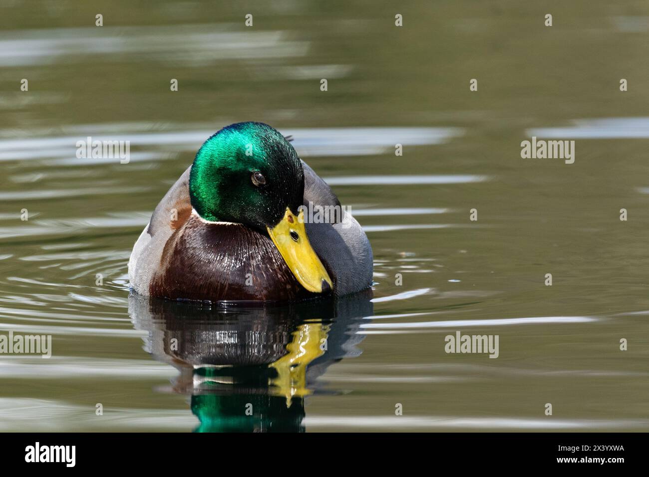 Dabbling duck hi-res stock photography and images - Alamy