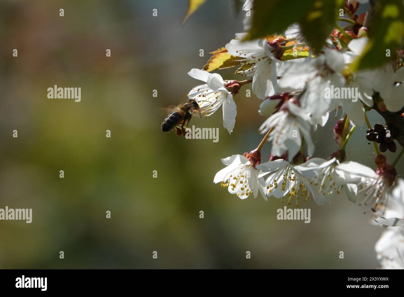 Spring UK, Bee Pollinating Cherry Blossom Stock Photo - Alamy