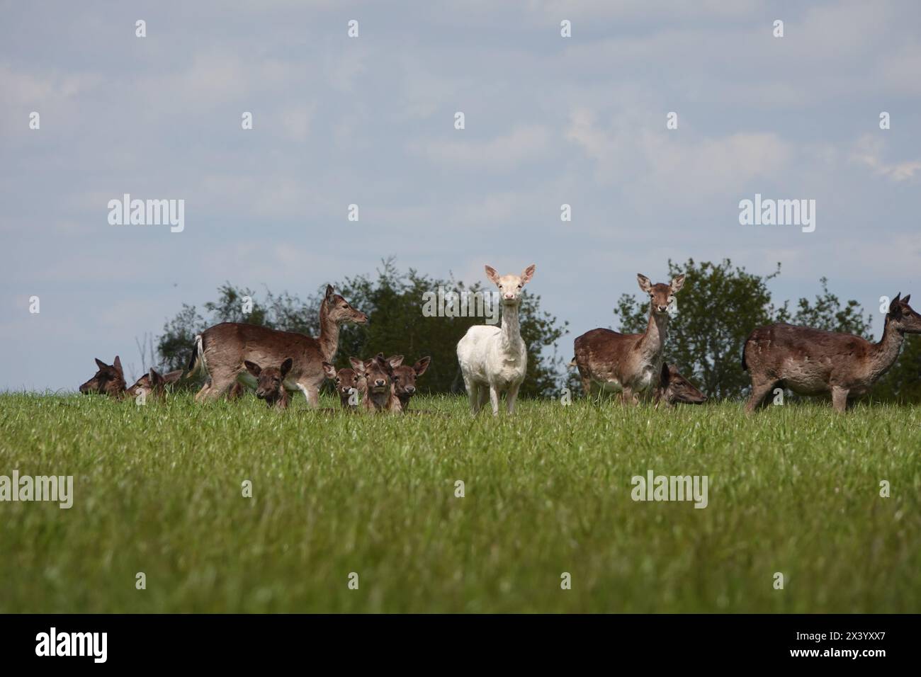 Female european fallow deer hi-res stock photography and images - Alamy