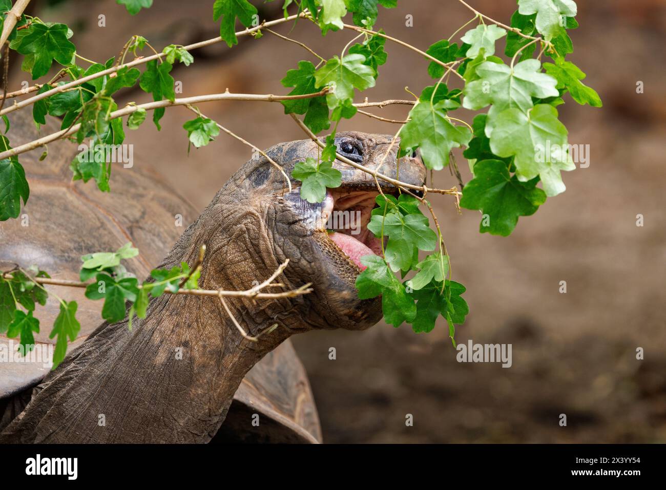 A Galapagos tortoise, Chelonoidis niger, eating leaves from a branch ...