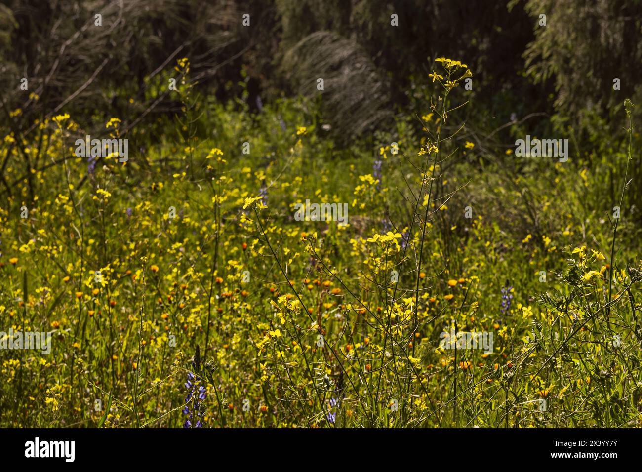 Lasthenia gracilis or Fields of Gold. A plant that starred in the ...