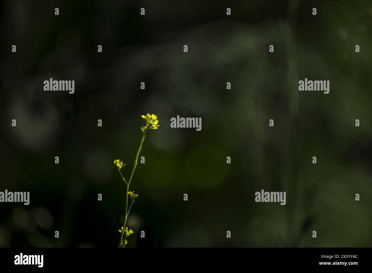 Short petiolate hi-res stock photography and images - Alamy