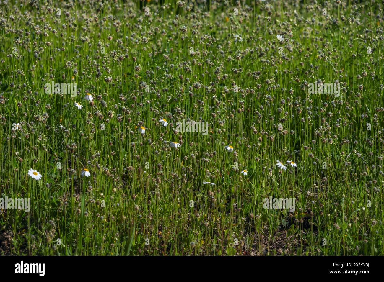 The name Rhodanthe derives from the Greek rhodon, rose, and anthos ...