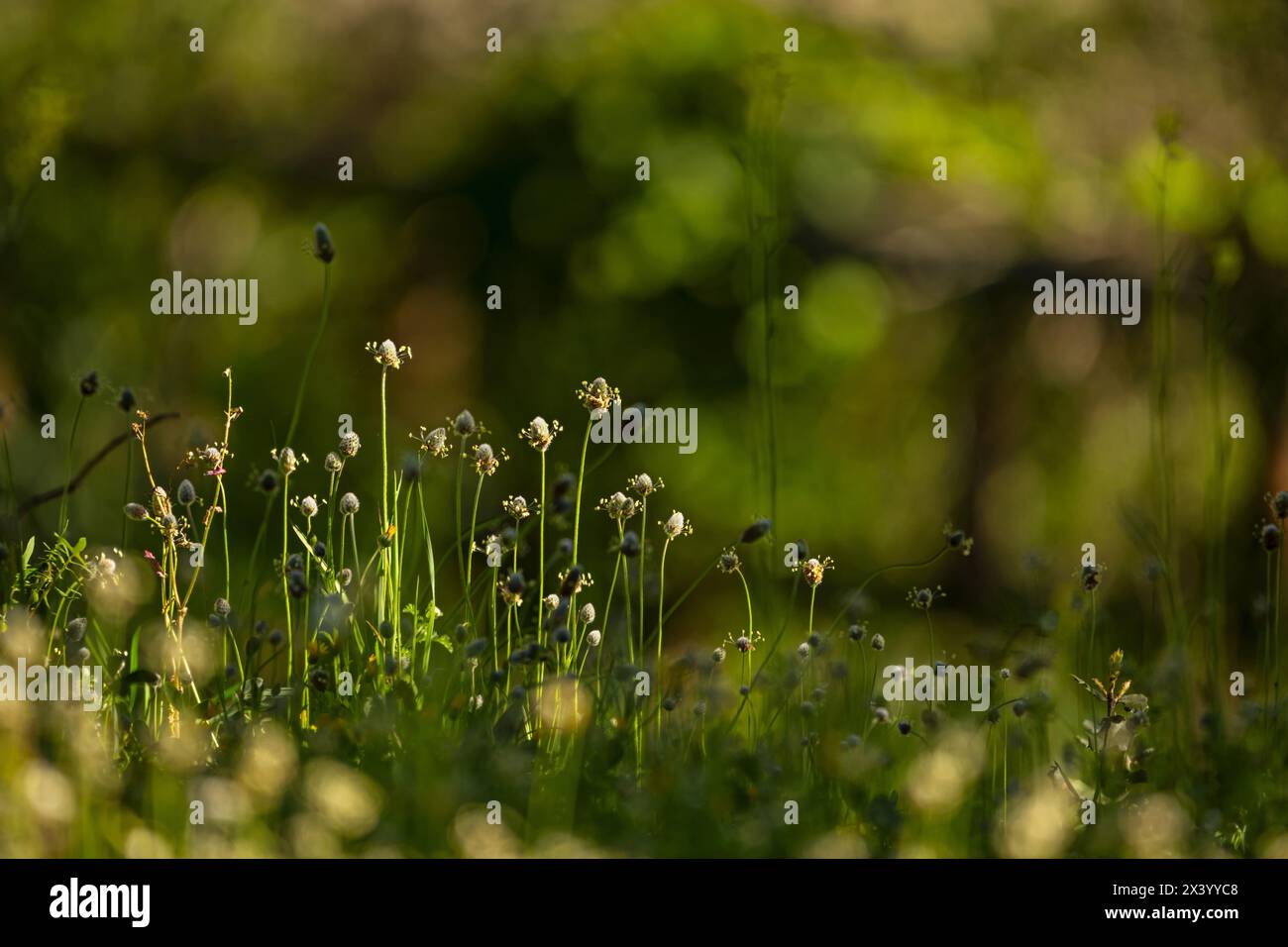 Beautiful small grass flowers in natural meadow Stock Photo - Alamy