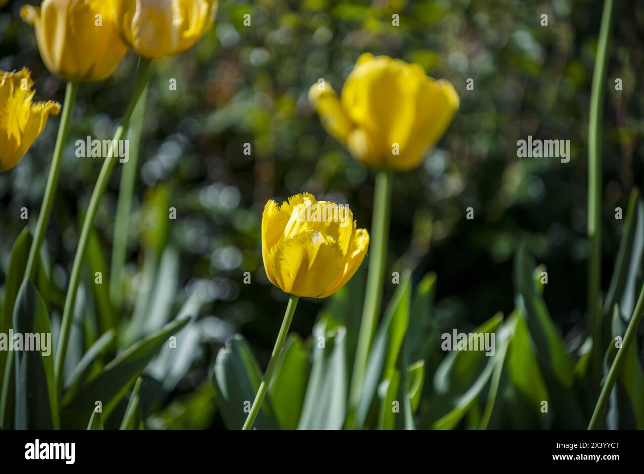 Tulipa is a genus of perennial and bulbous plants belonging to the ...