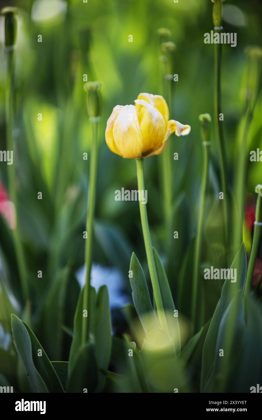 Trilocular hi-res stock photography and images - Alamy