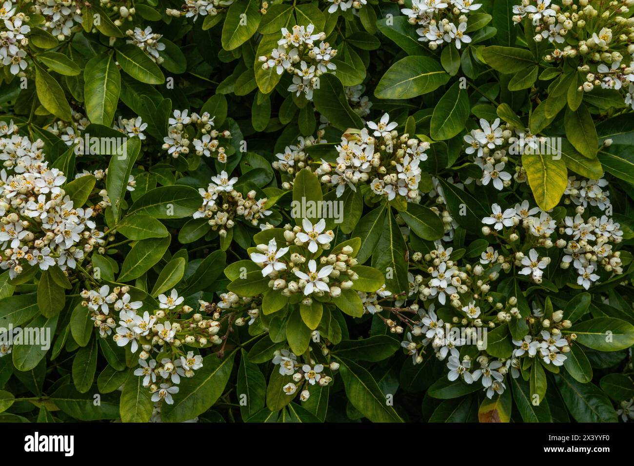 Mexican Orange plant in full flower. (Mexican Orange blossom). Choisya ...