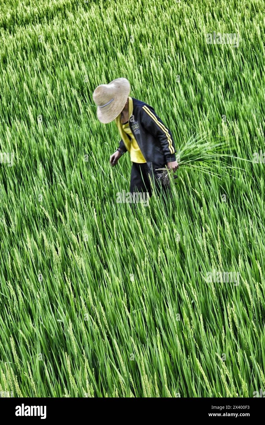 China, Yunnan Province, Dali, rice field, young woman picking up bad ...