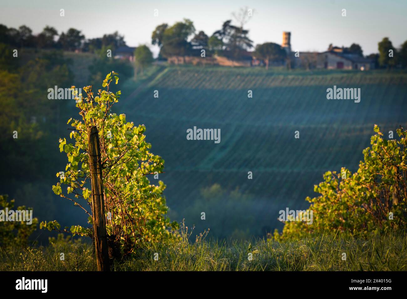 Aerial view of vineyard in spring at sunrise, Bordeaux Vineyard, Gironde, France Stock Photo - Alamy