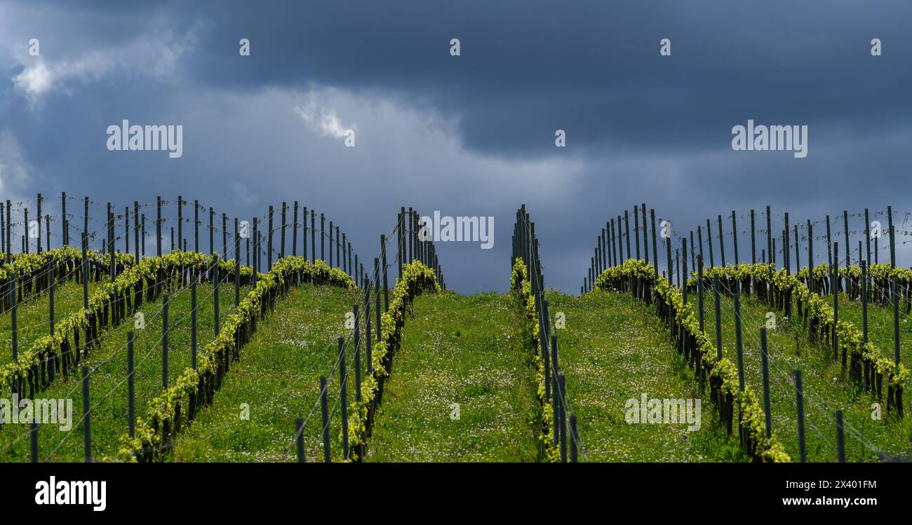 Aerial view of vineyard in spring at sunrise, Bordeaux Vineyard, Gironde, France Stock Photo - Alamy
