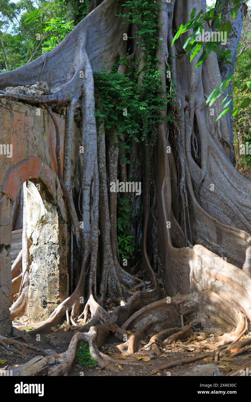 France, Antilles francaises, Guadeloupe. Petit-Canal. Prison overgrown ...