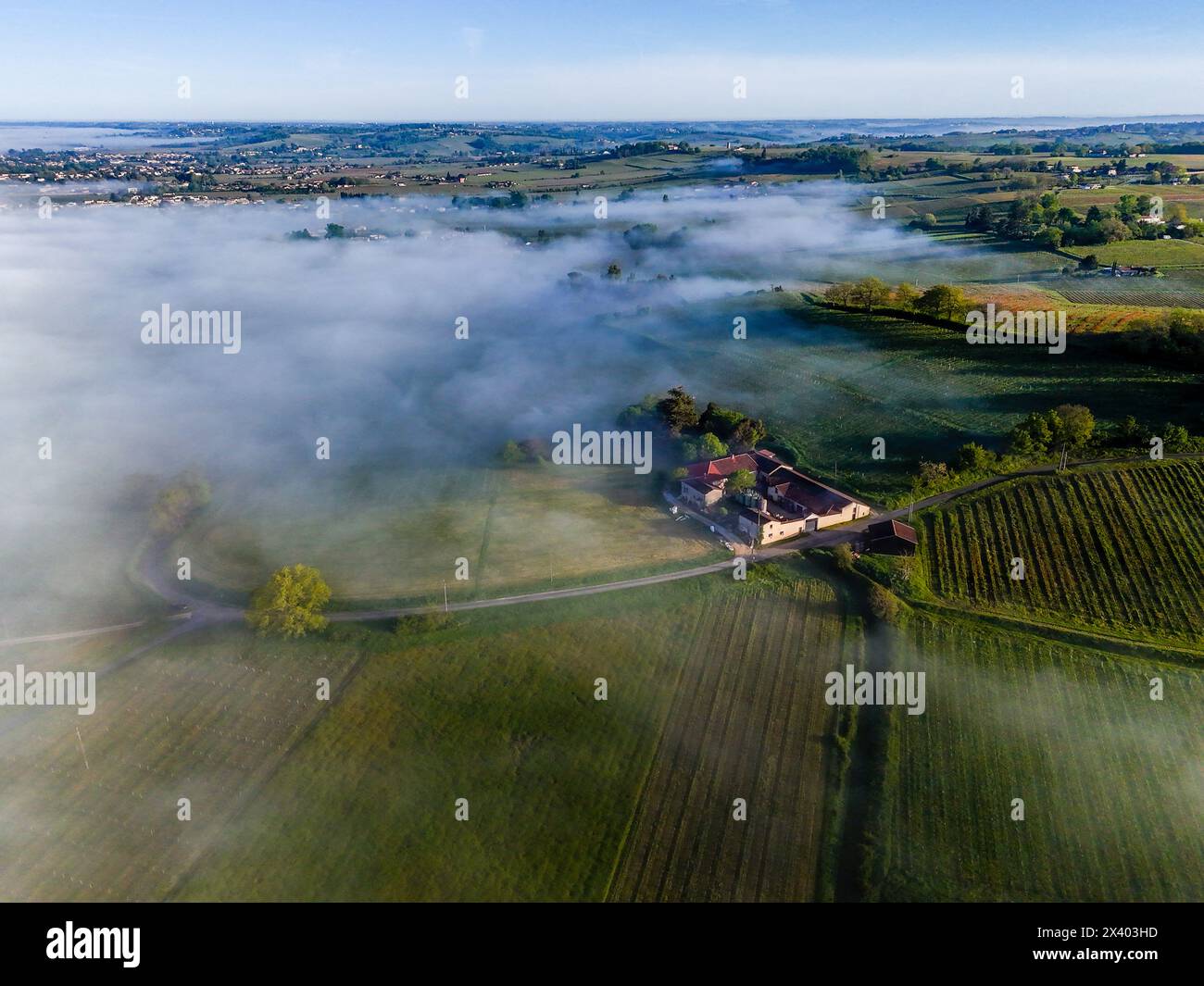 Aerial view of Bordeaux vineyard at sunrise spring under fog, Loupiac ...