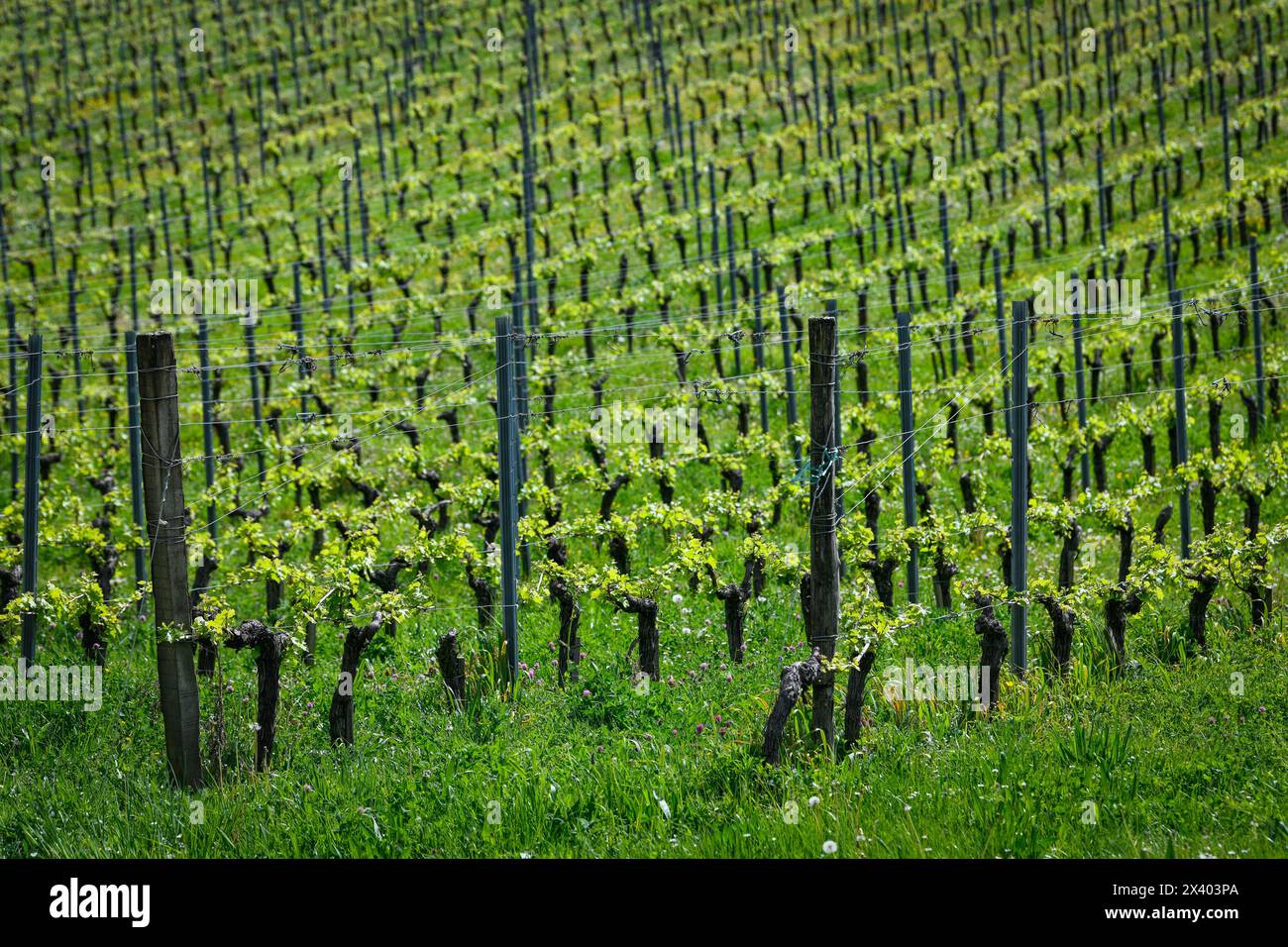 Aerial view of vineyard in spring at sunrise, Bordeaux Vineyard, Gironde, France Stock Photo - Alamy