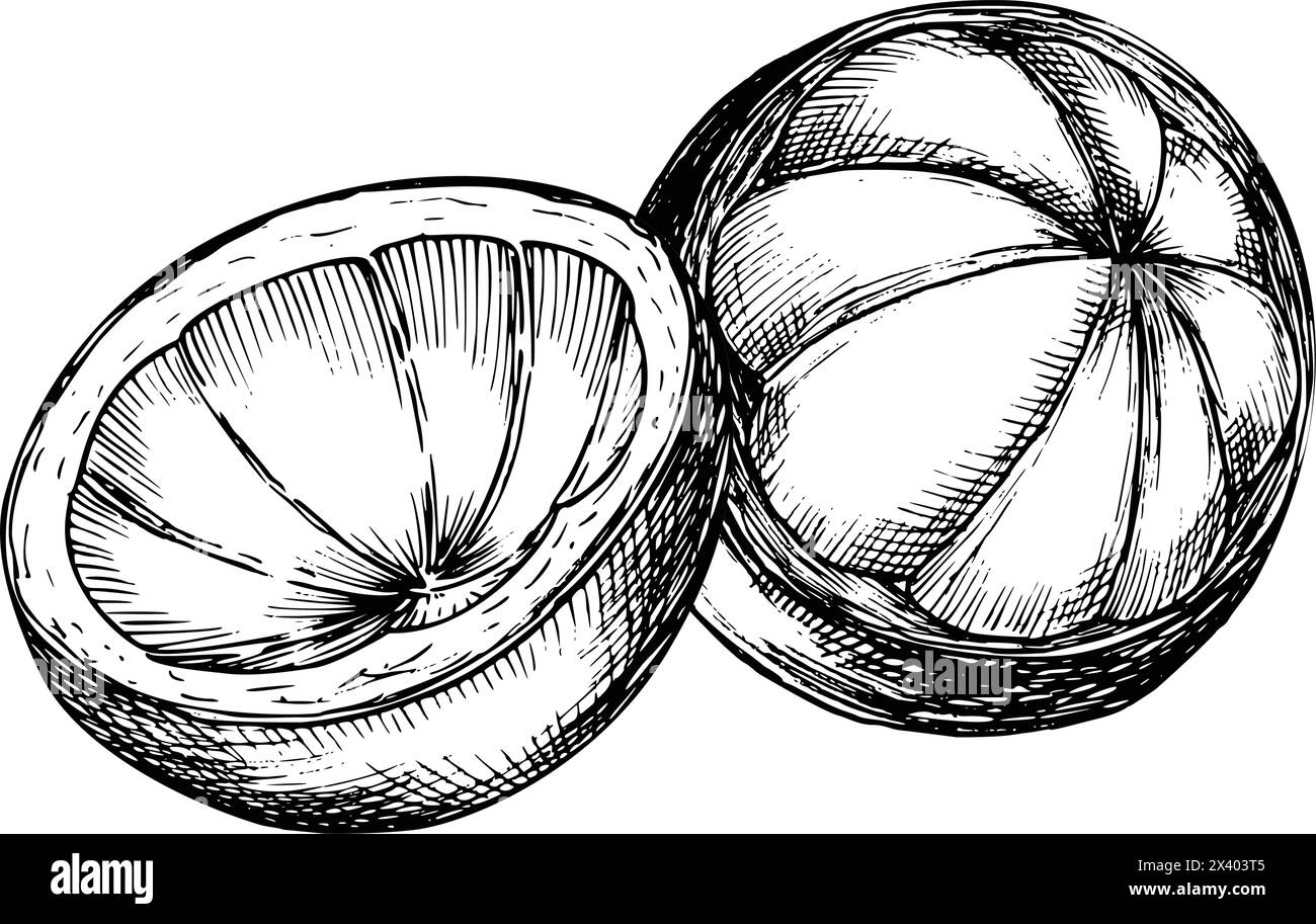 Mangosteen watercolor illustration. Hand drawn sketch of exotic ...