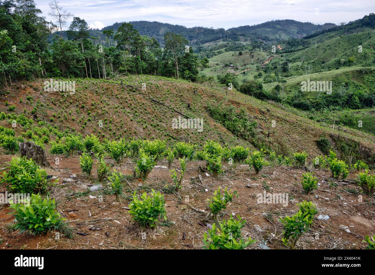Cocaine, plantation and preparation of cocaine, Colombia, drug Stock ...