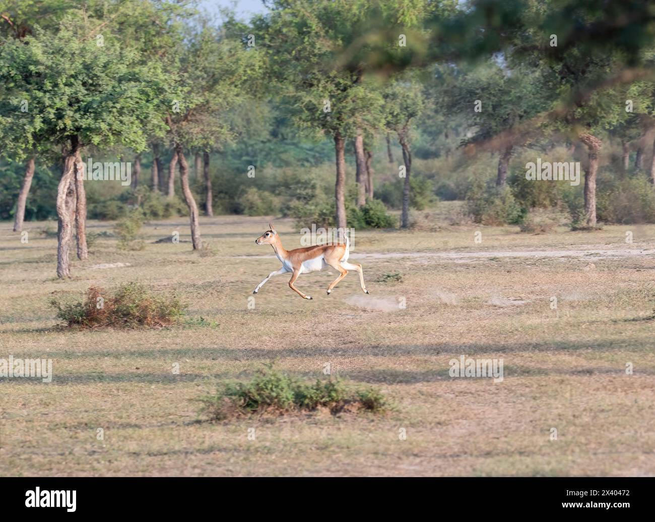 Indian blackbuck fawn antilope hi-res stock photography and images - Alamy