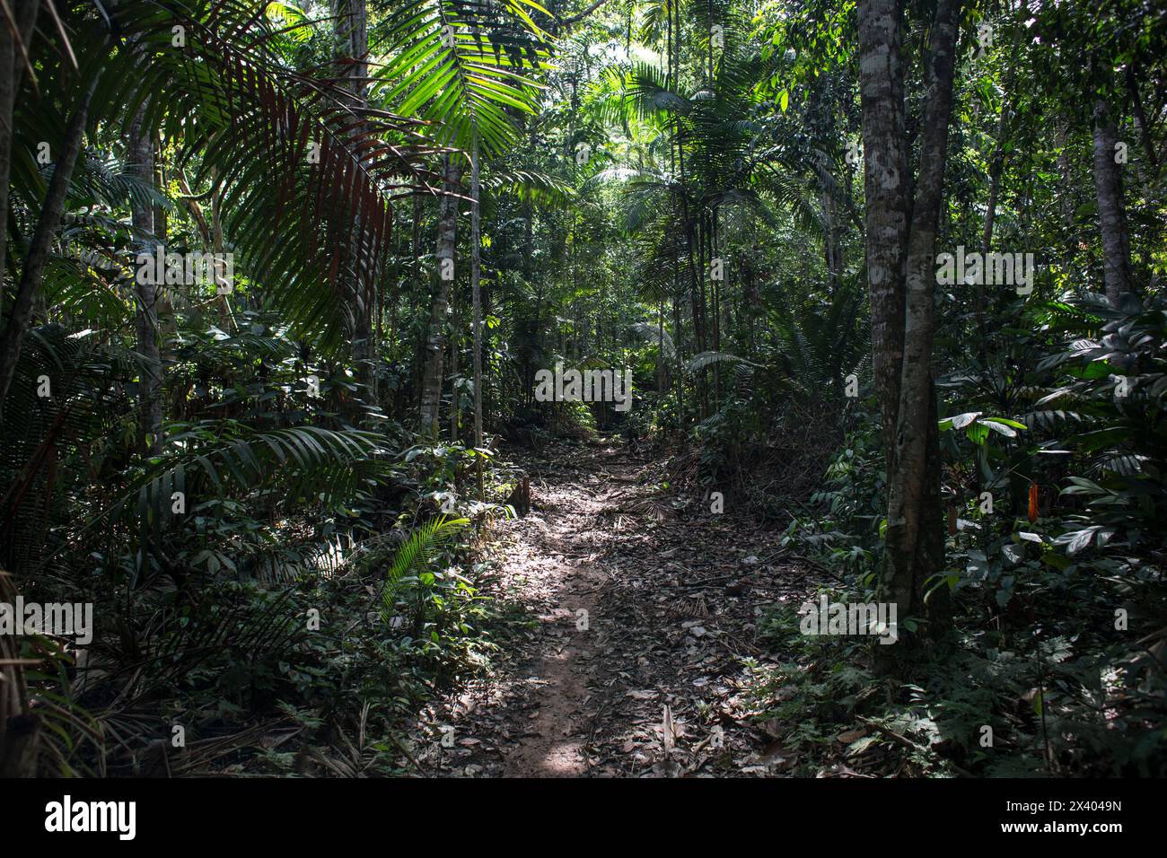 Cocaine, plantation and preparation of cocaine, Colombia, drug Stock ...