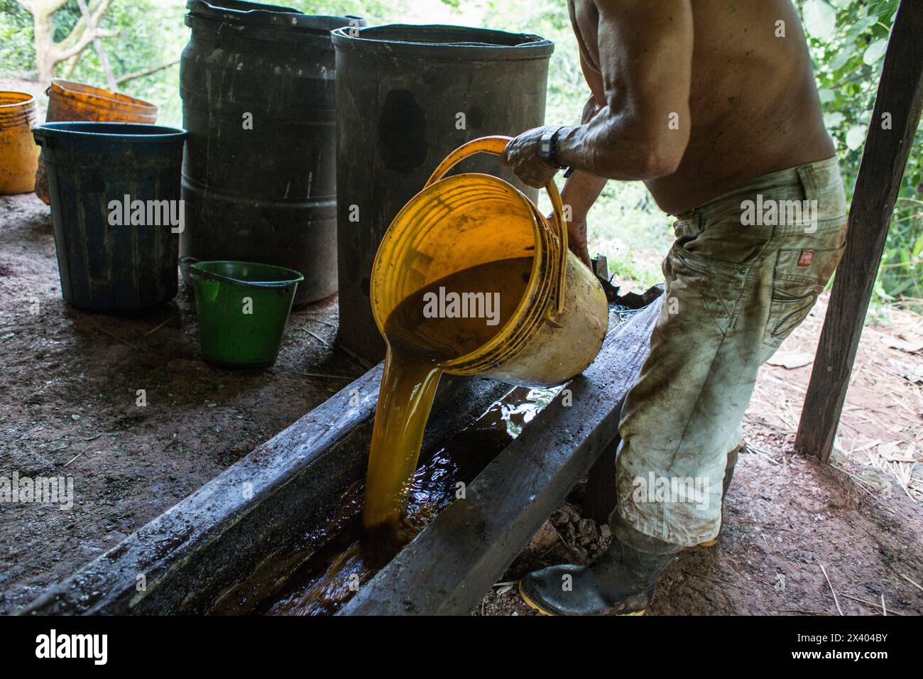 Cocaine, plantation and preparation of cocaine, Colombia, drug Stock ...
