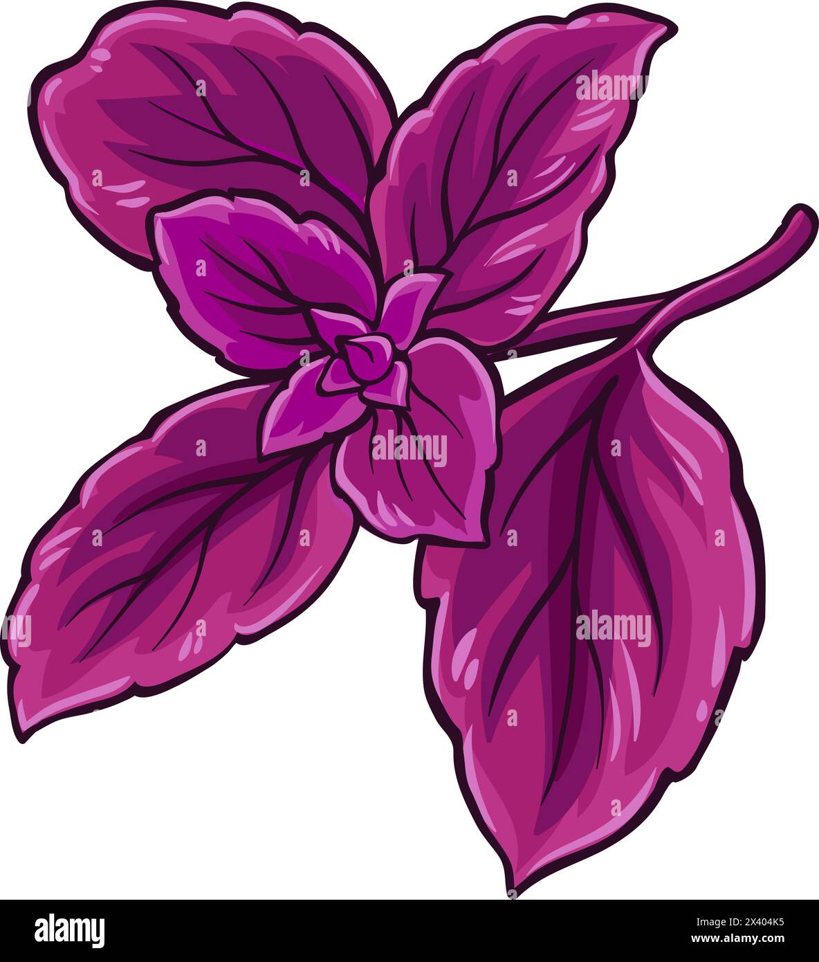 Purple Basil Colored Detailed Illustration Stock Vector Image & Art - Alamy