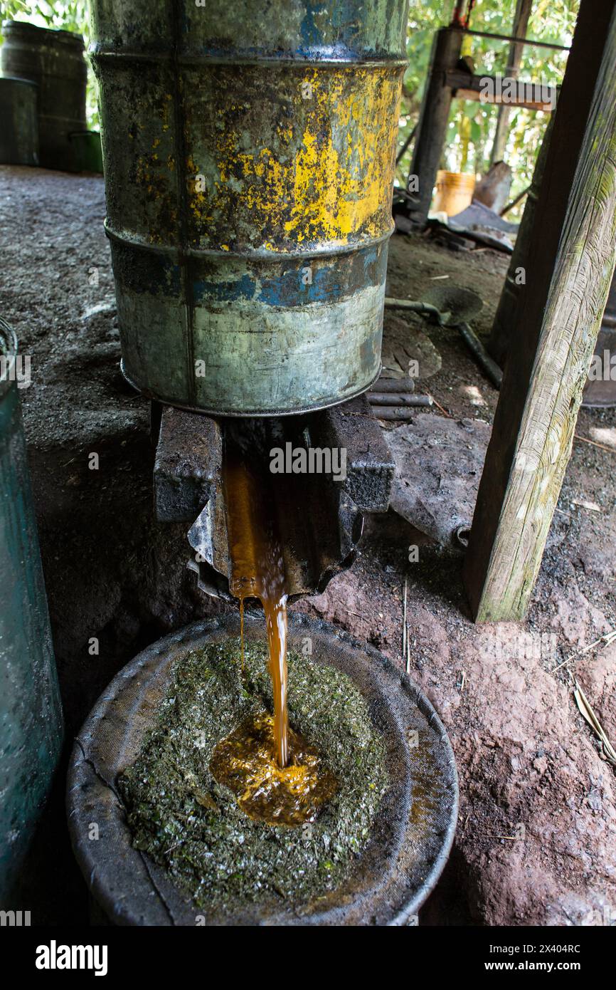 Colombia plantation cocaine hi-res stock photography and images - Alamy