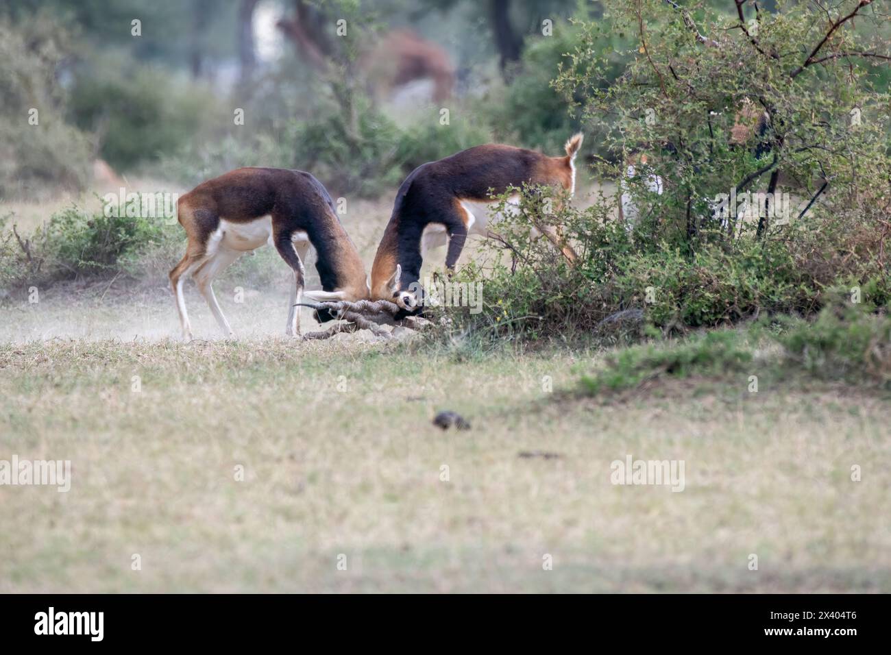 Two male Blackbucks fighting for dominance and mating previlages inside ...
