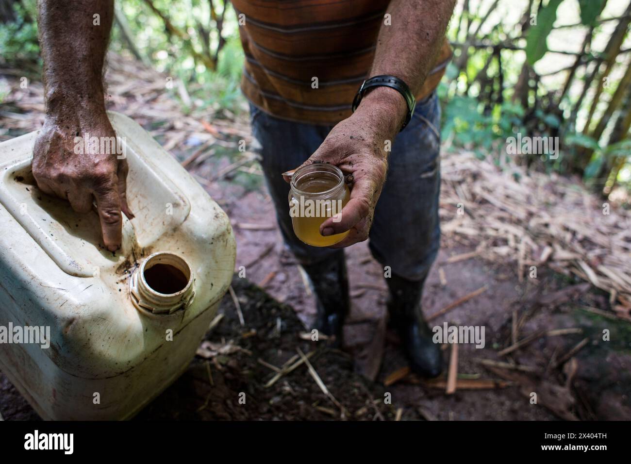 Cocaine, plantation and preparation of cocaine, Colombia, drug Stock ...