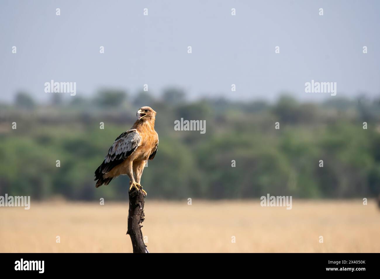 A tawny eagle with rufous morph sitting on top of a tree stomp inside ...