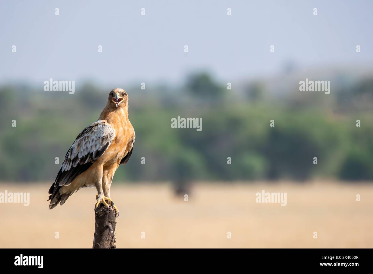 A tawny eagle with rufous morph sitting on top of a tree stomp inside ...