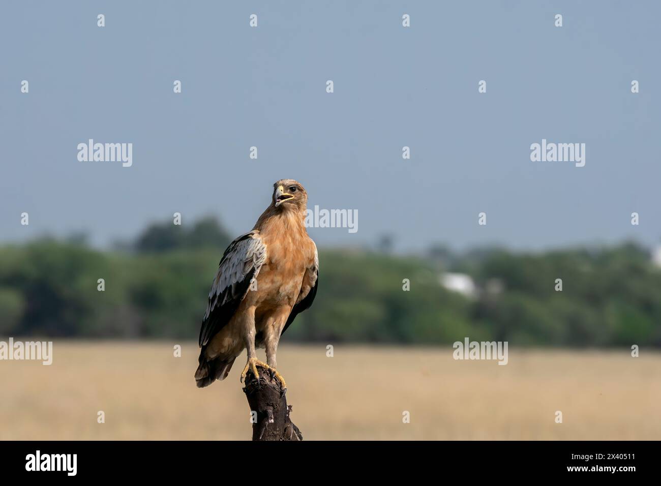 A tawny eagle with rufous morph sitting on top of a tree stomp inside ...